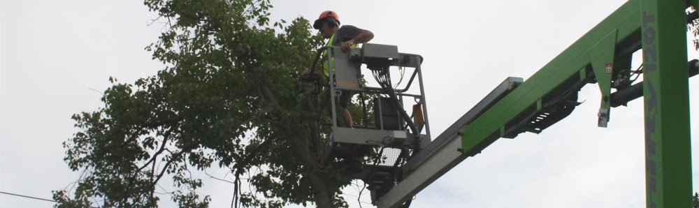 Tree Removal Adelaide Hills | Adelaide Tree Removals