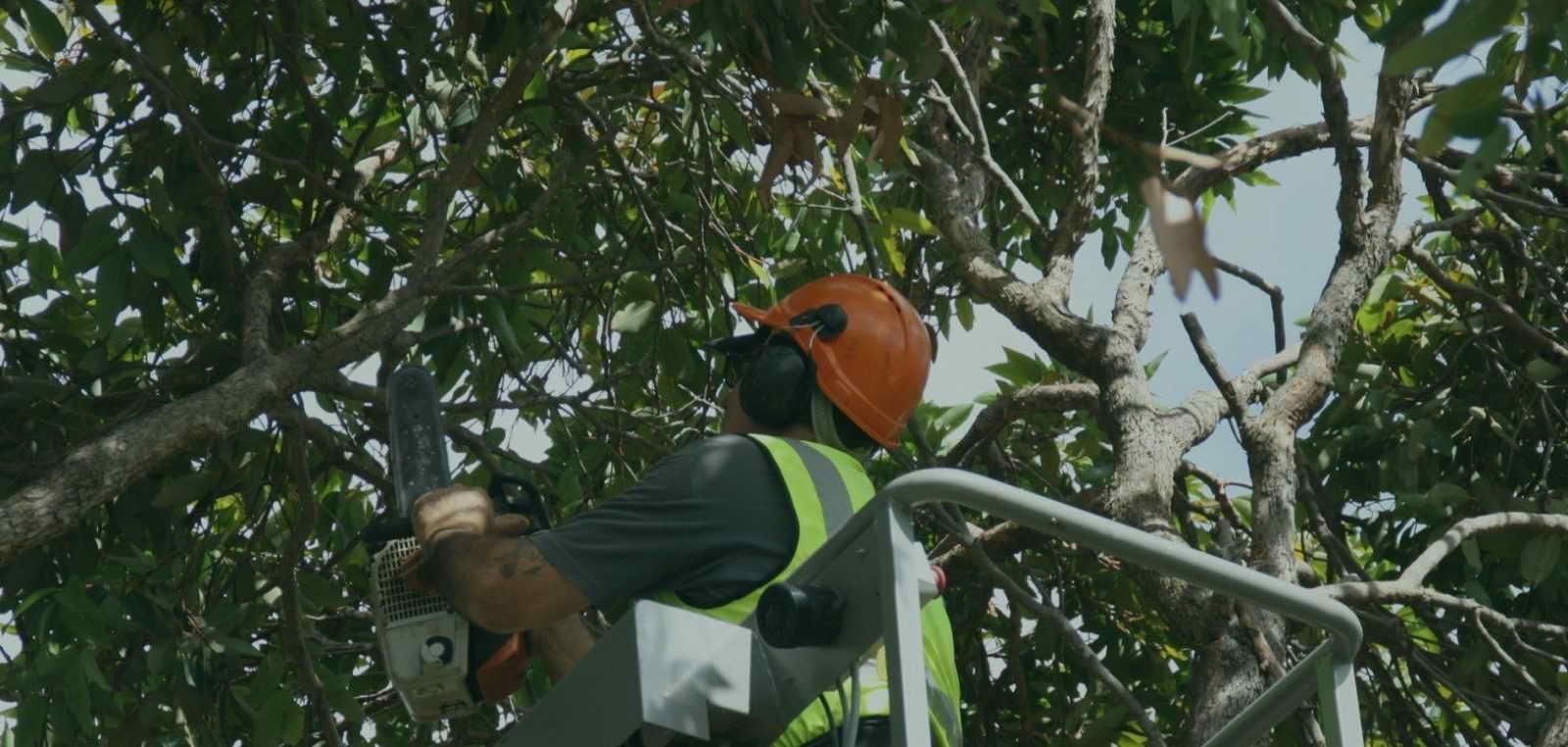 Tree Removal Adelaide | Stump Removal Adelaide